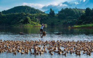 临武鸭图片哪里找_临武鸭长什么样