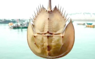 马蹄蟹是保护动物吗_马蹄蟹保护级别