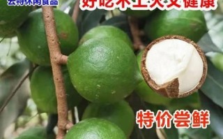 夏威夷果产地中国哪里_云南广西主产区详解