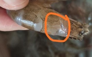 金钱虾怎么处理_金钱虾清洗去虾线技巧