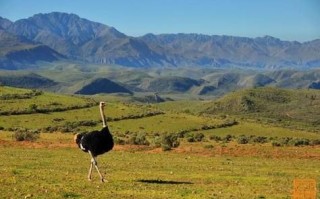 鸵鸟肉昆明事件真相_鸵鸟肉还能吃吗