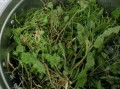 野葛菜的功效与作用_野葛菜怎么吃最好