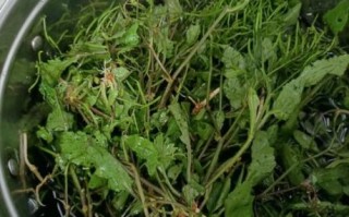 野葛菜的功效与作用_野葛菜怎么吃最好