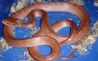 赤链蛇有毒吗_赤链蛇能当宠物养吗