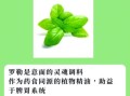 罗勒是什么植物_罗勒怎么吃最好