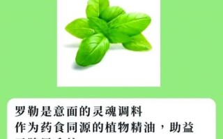 罗勒是什么植物_罗勒怎么吃最好