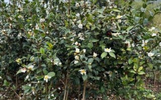 油茶树怎么种_油茶树几年结果