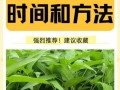 青菜什么时候种最合适_青菜怎么种才高产