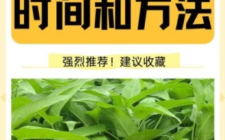 青菜什么时候种最合适_青菜怎么种才高产