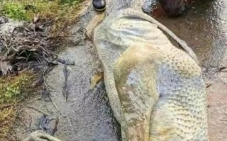 鸵鸟肉事件真相_鸵鸟肉事件始末