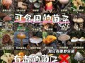 常见可食用蘑菇种类有哪些_如何辨别毒蘑菇