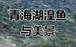 青海湖湟鱼洄游地点在哪里_最佳观赏时间