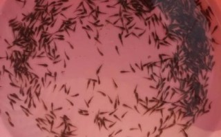 沙塘鳢鱼怎么养_沙塘鳢鱼吃什么