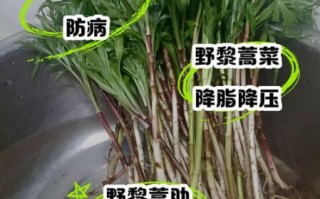 藜蒿的功效与作用_藜蒿怎么吃最养生