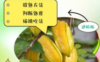 杨桃怎么吃图解_杨桃的正确吃法步骤