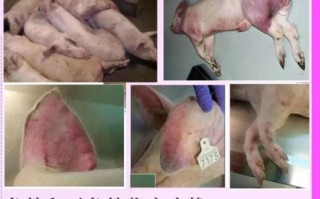 非洲猪瘟的症状有哪些_非洲猪瘟图片怎么看