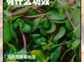 马齿苋煮水治湿疹多久见效_马齿苋煮水治湿疹的正确方法