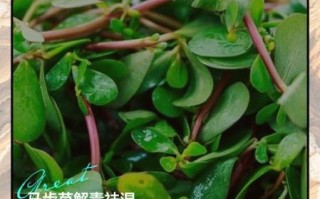 马齿苋煮水治湿疹多久见效_马齿苋煮水治湿疹的正确方法