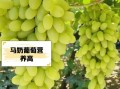 红马奶葡萄的功效与作用_红马奶葡萄多少钱一斤