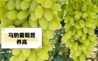红马奶葡萄的功效与作用_红马奶葡萄多少钱一斤