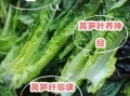 莴笋叶子能吃吗_莴笋叶子的功效与作用