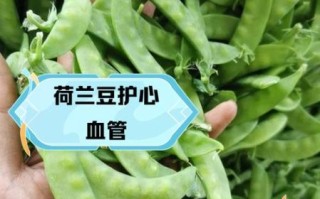 吃荷兰豆的禁忌_荷兰豆不能和什么一起吃