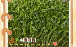 豌豆苗可以生吃吗_生吃豌豆苗安全吗