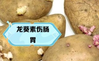 发芽的土豆含有什么毒素_吃了会中毒吗