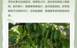 软枣猕猴桃功效_软枣猕猴桃怎么吃