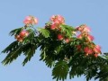 芙蓉树为什么叫鬼树_民间传说与科学解释