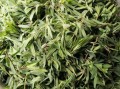 马扎菜图片_马扎菜长什么样