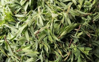 马扎菜图片_马扎菜长什么样