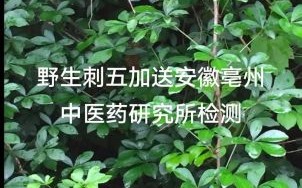 刺五加图片长什么样_刺五加植物图片如何辨别真假