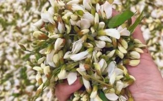 鲜槐花怎么保存_鲜槐花怎么吃最好吃