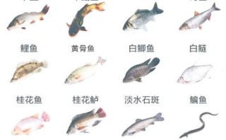 鱼的图片大全及名字_常见淡水鱼有哪些