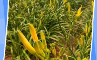 鲜黄花菜中毒症状_鲜黄花菜怎么处理才安全