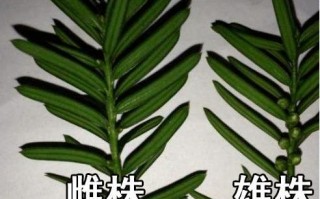 红豆杉图片大全高清_如何分辨雌雄红豆杉