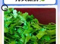 香菜怎么保存新鲜不烂_香菜保鲜的正确方法