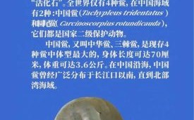 海鲎是国家保护动物吗_海鲎保护级别