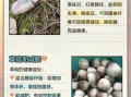 草菇的营养价值及功效与作用_草菇怎么吃最营养