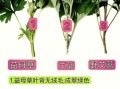 艾蒿和艾草的区别_如何一眼分辨