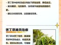 苦丁茶壮阳吗_苦丁茶能提高性功能吗