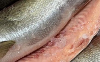 鱼生有寄生虫吗_生吃三文鱼安全吗