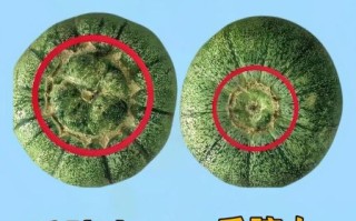 野生小香瓜能吃吗_怎么挑选