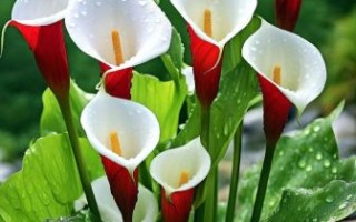 马蹄莲寓意和象征意义_马蹄莲适合送什么人