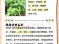薄荷的副作用有哪些_薄荷什么人不能吃