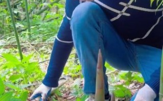 酸笋怎么腌制才脆_酸笋腌制多久可以吃