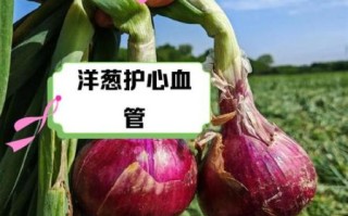 长期吃洋葱有什么好处_洋葱能天天吃吗