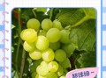 葡萄怎么洗才干净_葡萄怎么洗才放心吃
