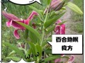 百合的功效与作用及副作用_百合吃多了有什么危害